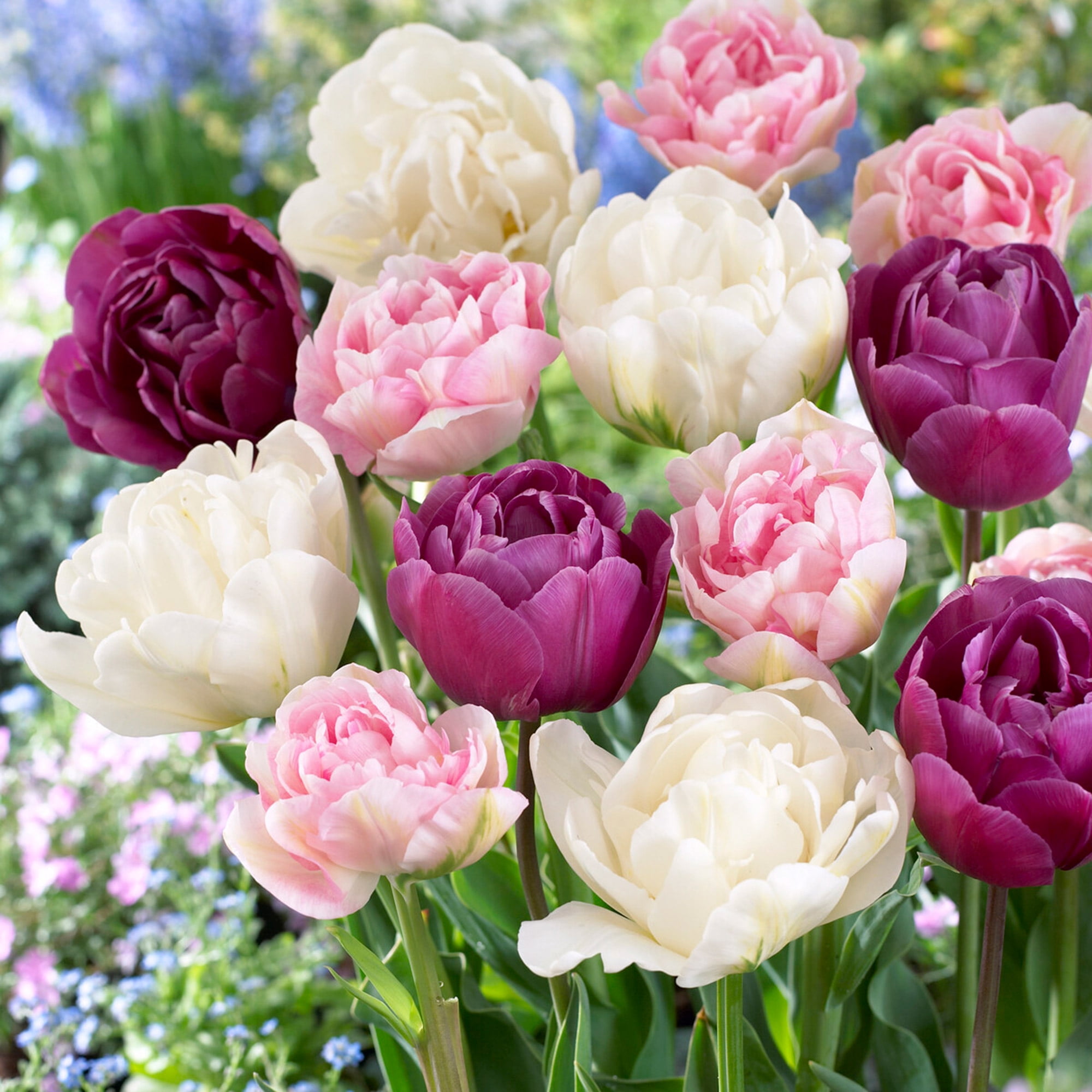 Garden State Bulb Double Late Double Dutch Mix Tulip Flower Bulbs, 12 ...