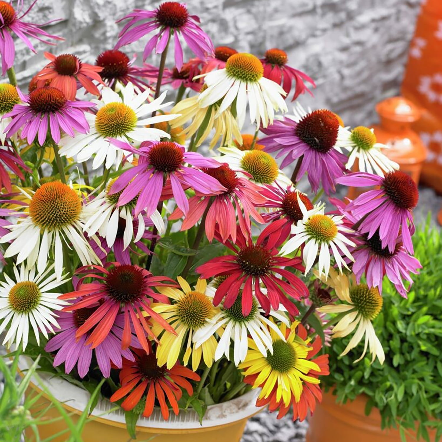 Garden State Bulb Echinacea Coneflower Mix 2CT - Walmart.com