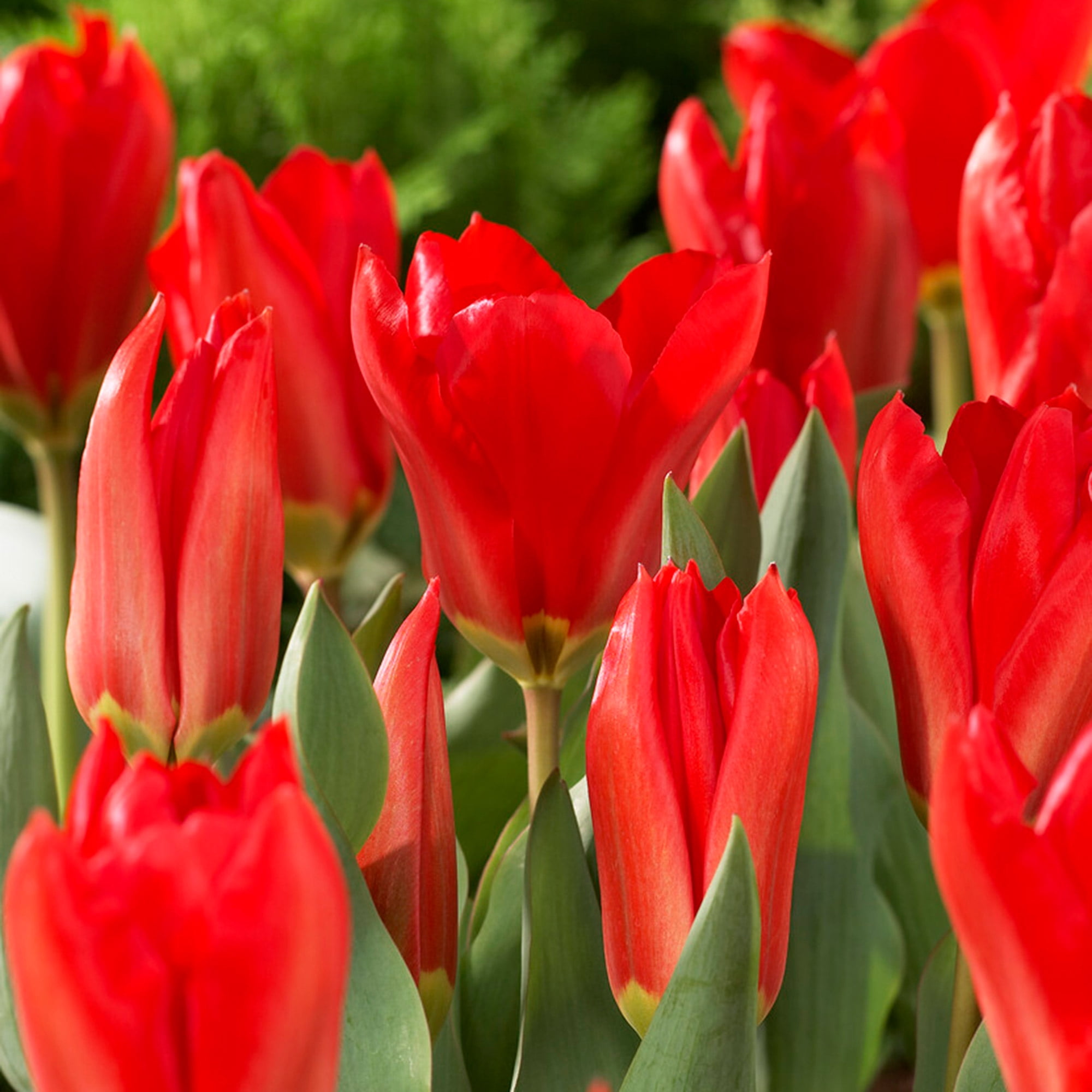 Garden State Bulb Fosteriana Red Emperor Tulip Flower Bulbs, 12/+ cm ...