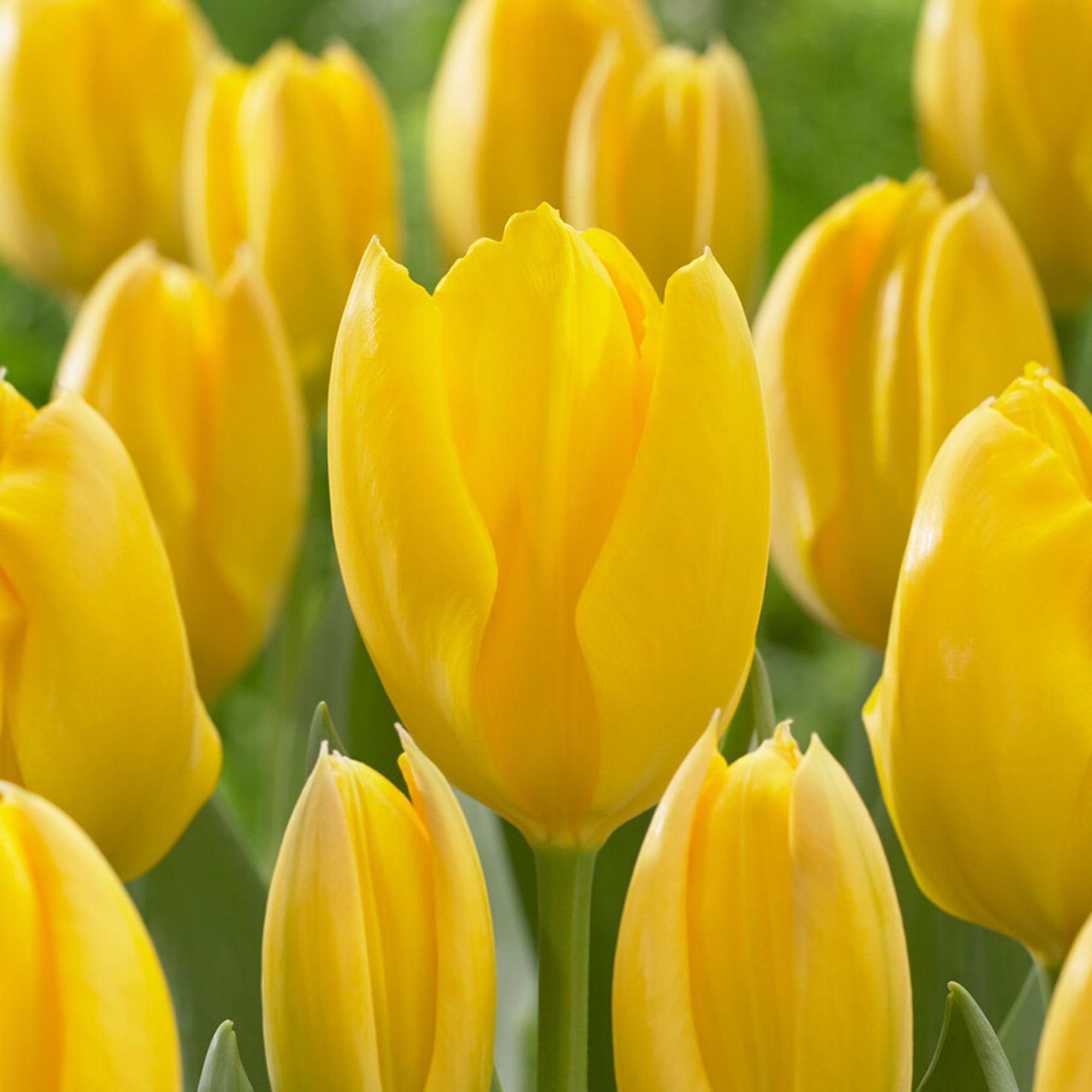 Garden State Bulb Fosteriana Yellow Emperor Tulip Flower Bulbs, 12/+ cm ...