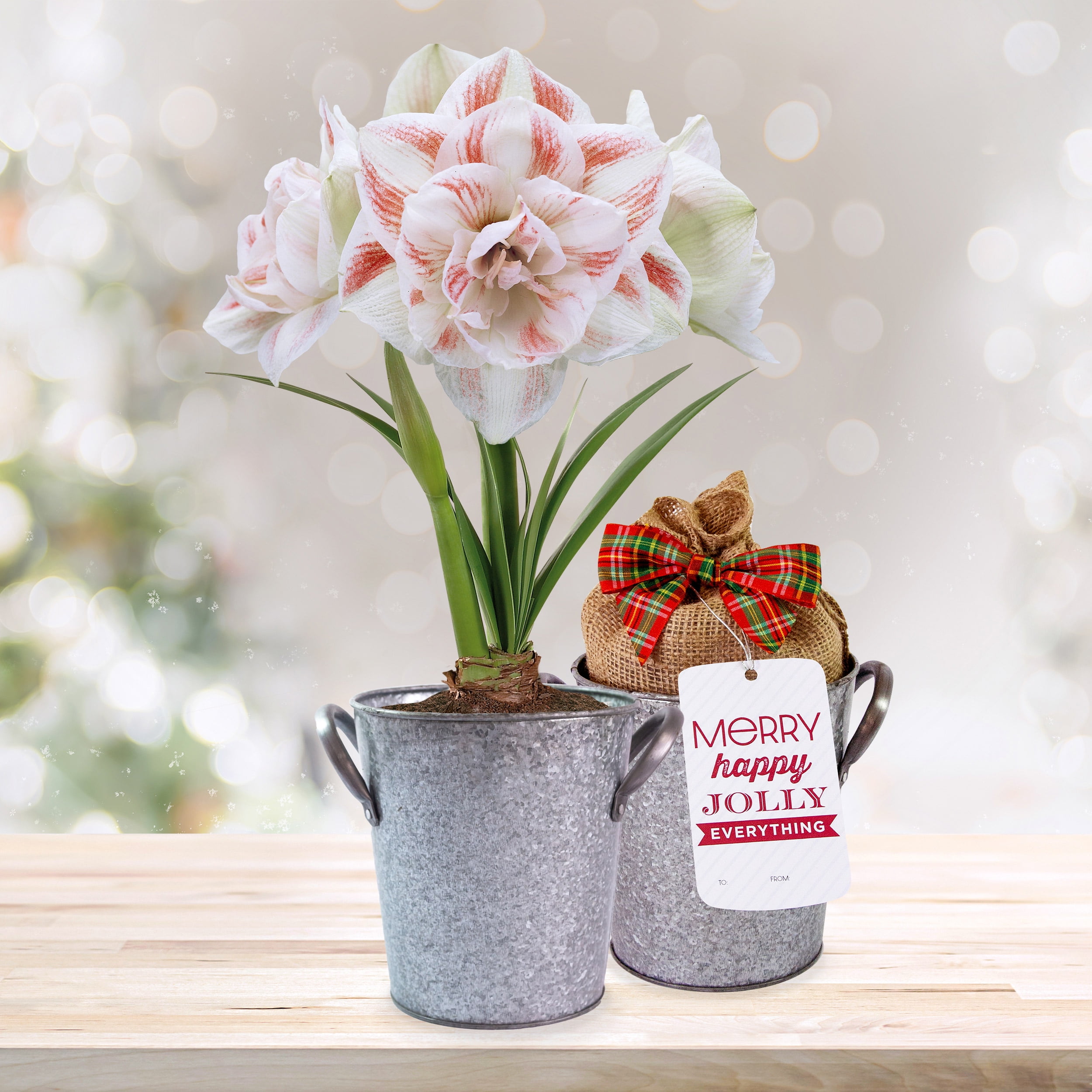Garden State Bulb Galaxy Nymph Double Amaryllis Bulb Gift Kit, 26/28cm ...