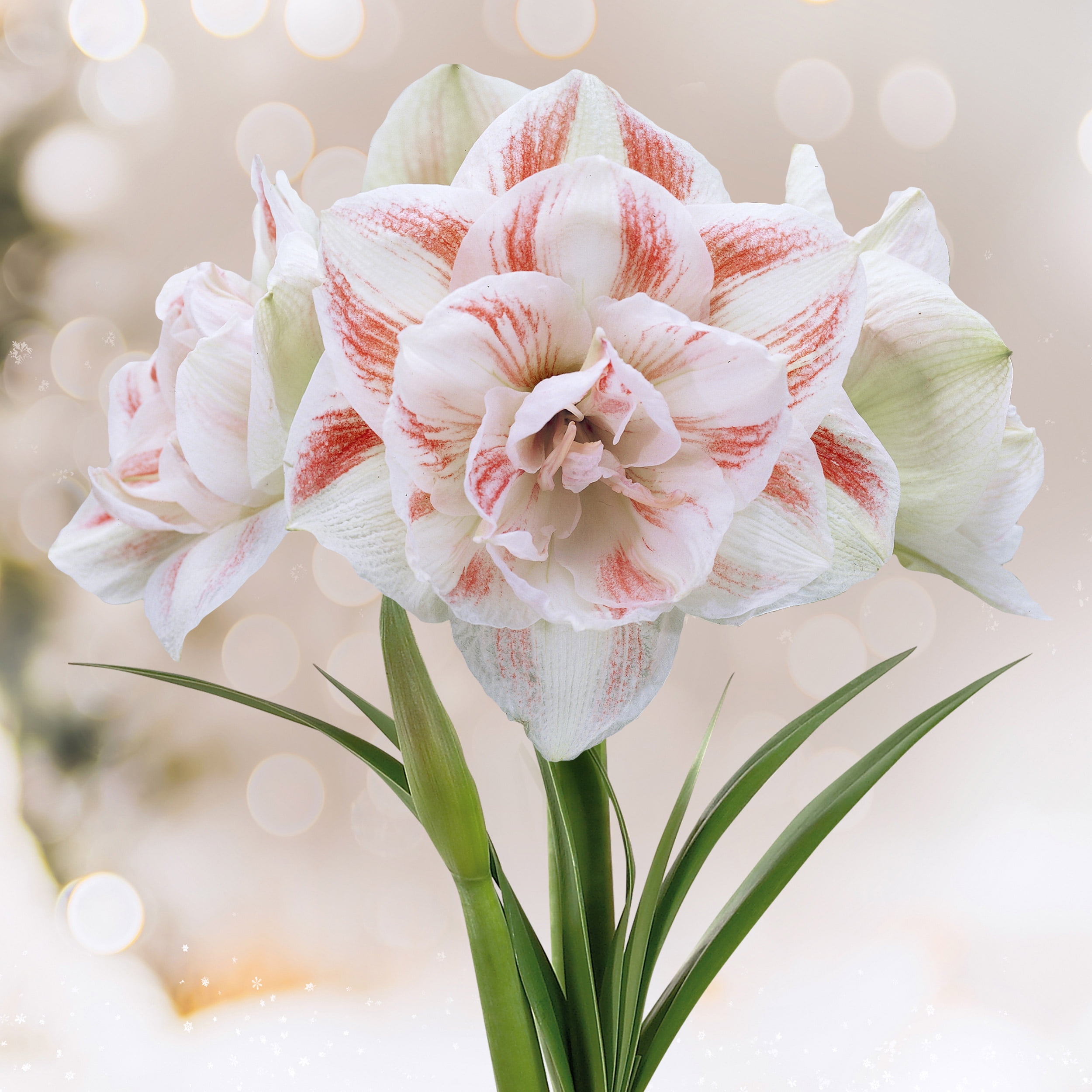 Garden State Bulb Galaxy Nymph Double Amaryllis Flower Bulb, 26/28cm ...