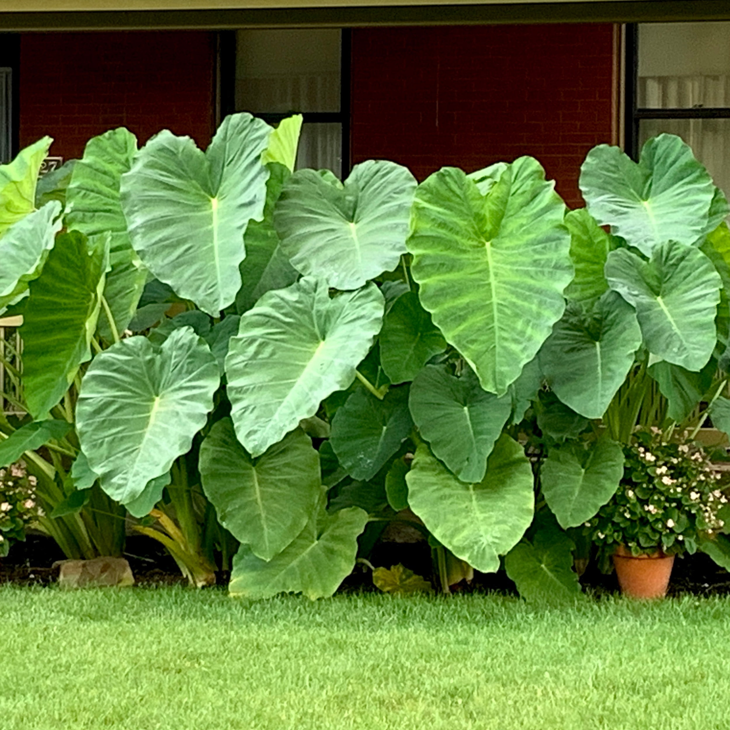 Garden State Bulb Giant Mammoth Elephant Ear Bulbs, 15/17 inches (Bag ...