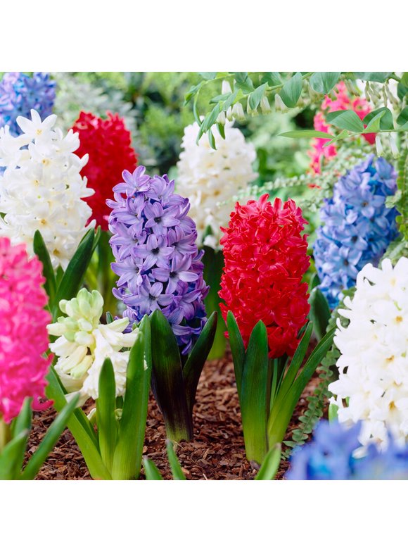 Hyacinth Bulbs in Plant Bulbs - Walmart.com