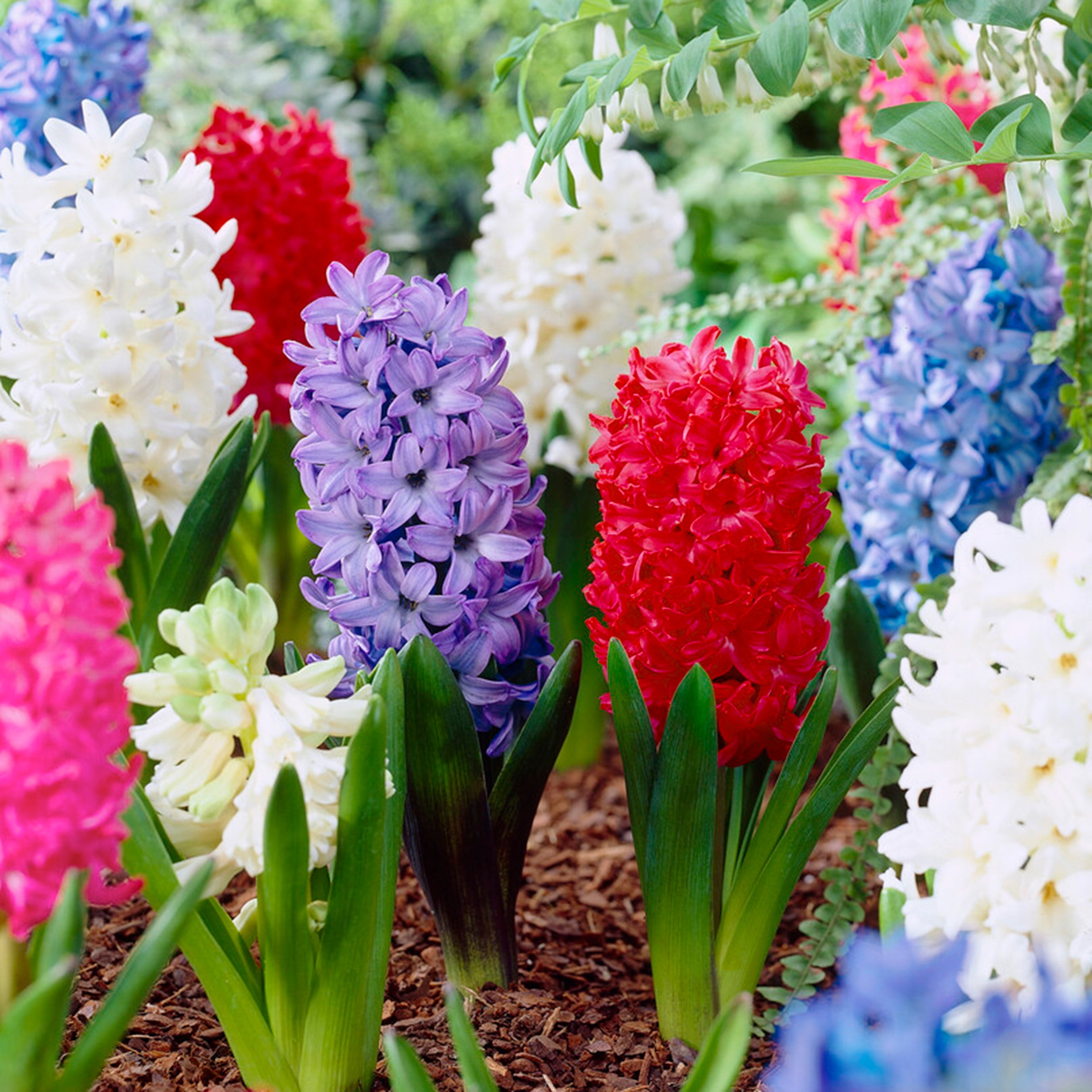 Garden State Bulb Giant Mixed Hyacinth Flower Bulbs, 15/16cm, Fragrant ...