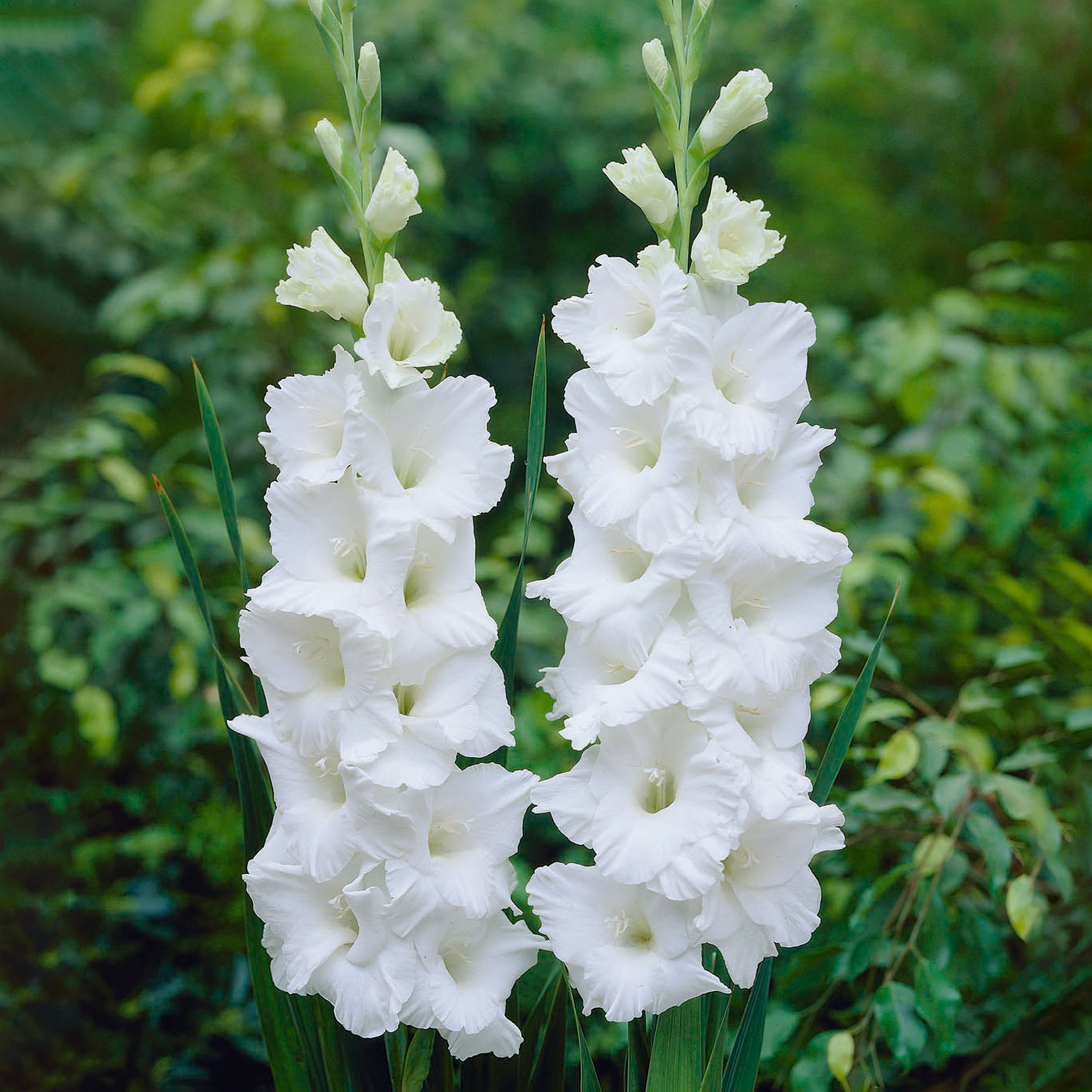 Garden State Bulb White Polar Bear Gladiolus Flower Bulbs, 12/14cm ...