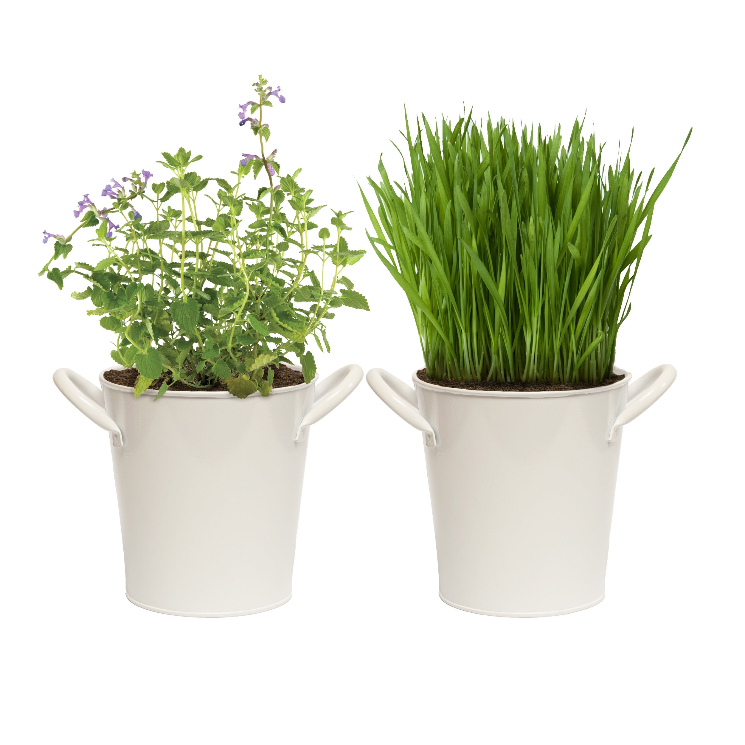 Garden State Bulb Herb Garden Kit with White Metal Planter, Cat Grass ...