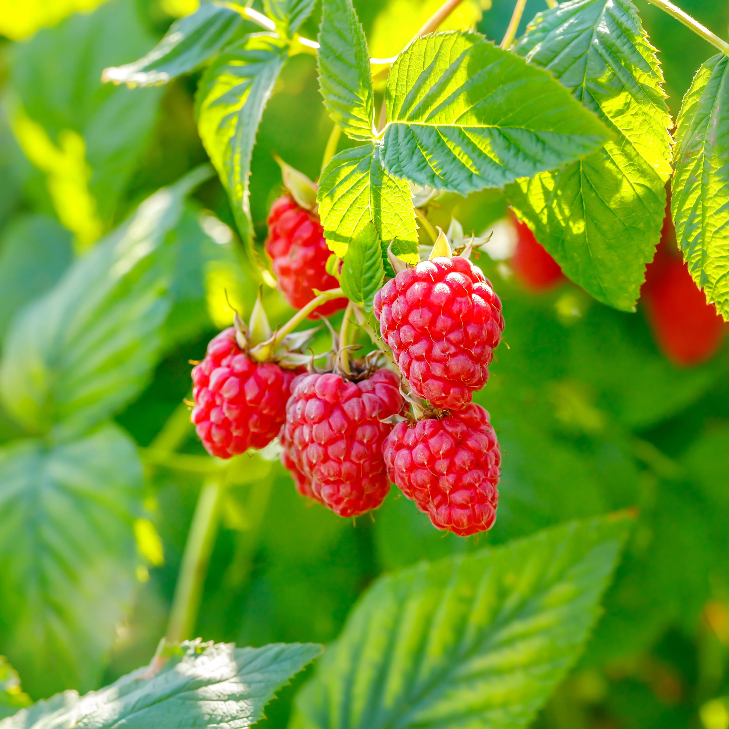 Garden State Bulb Heritage Raspberry Bare Root for Planting, Non-GMO ...