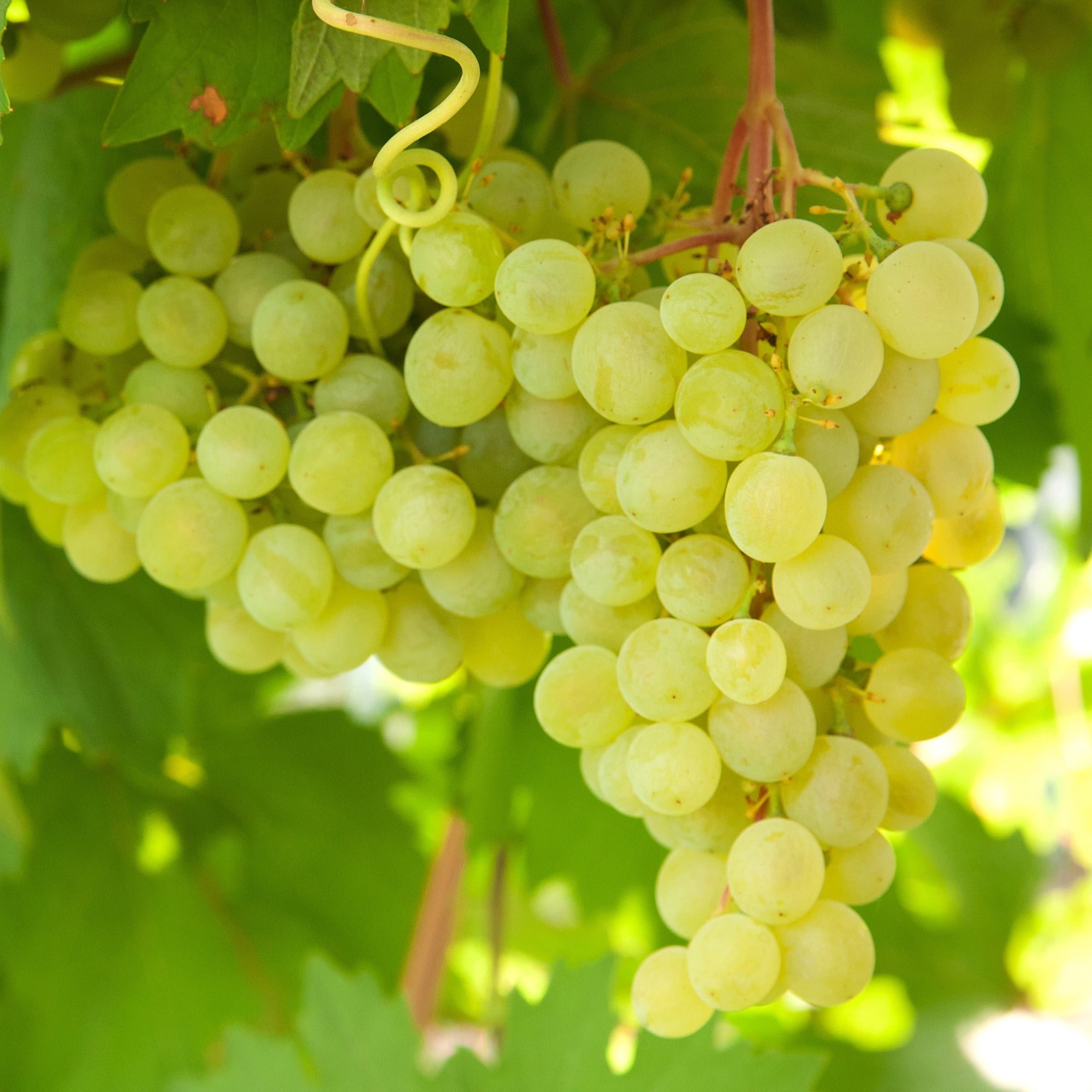 Garden State Bulb Himrod Seedless Grape Bare Root for Planting, Non-GMO ...