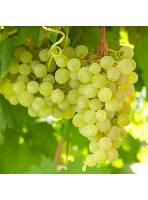 Grape Plants in Fruit Plants - Walmart.com