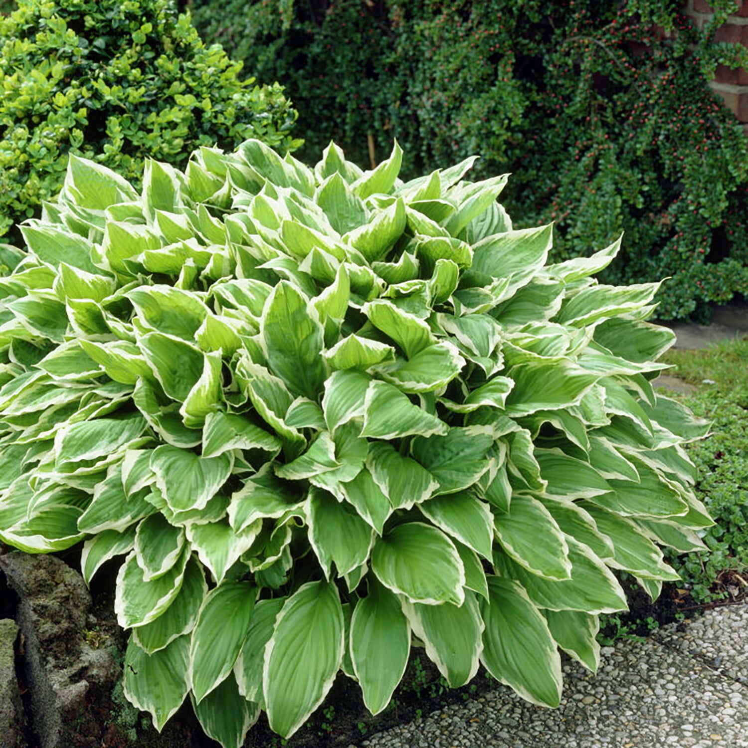Garden State Bulb Hosta Albomarginata 2CT - Walmart.com