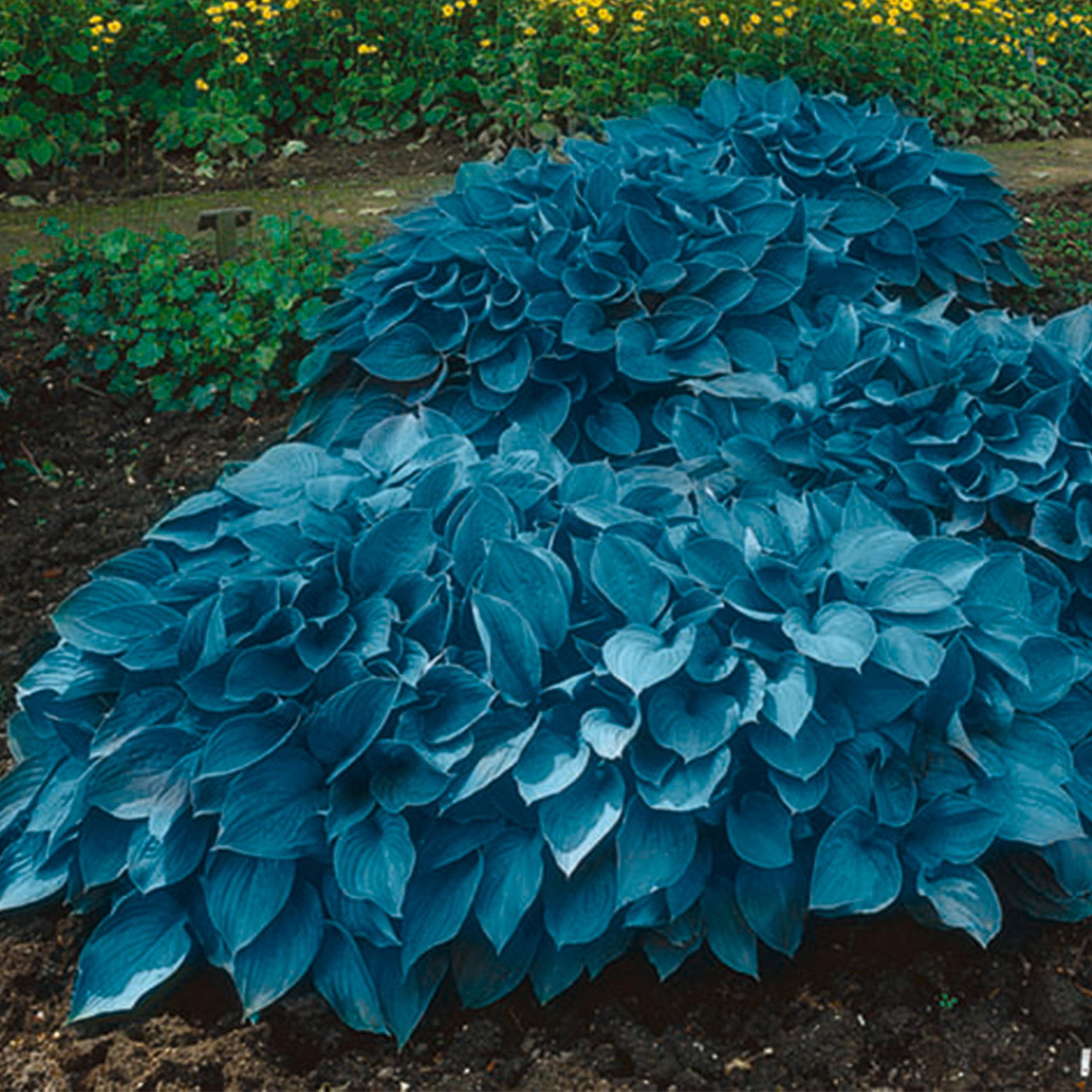 Garden State Bulb Hosta Blue Mix, Bare Root Tubers (Bag of 3) Spring ...