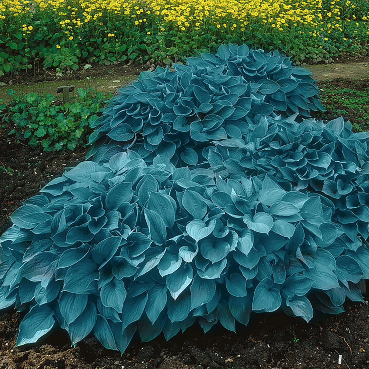 Garden State Bulb Hosta Blue1 2CT - Walmart.com