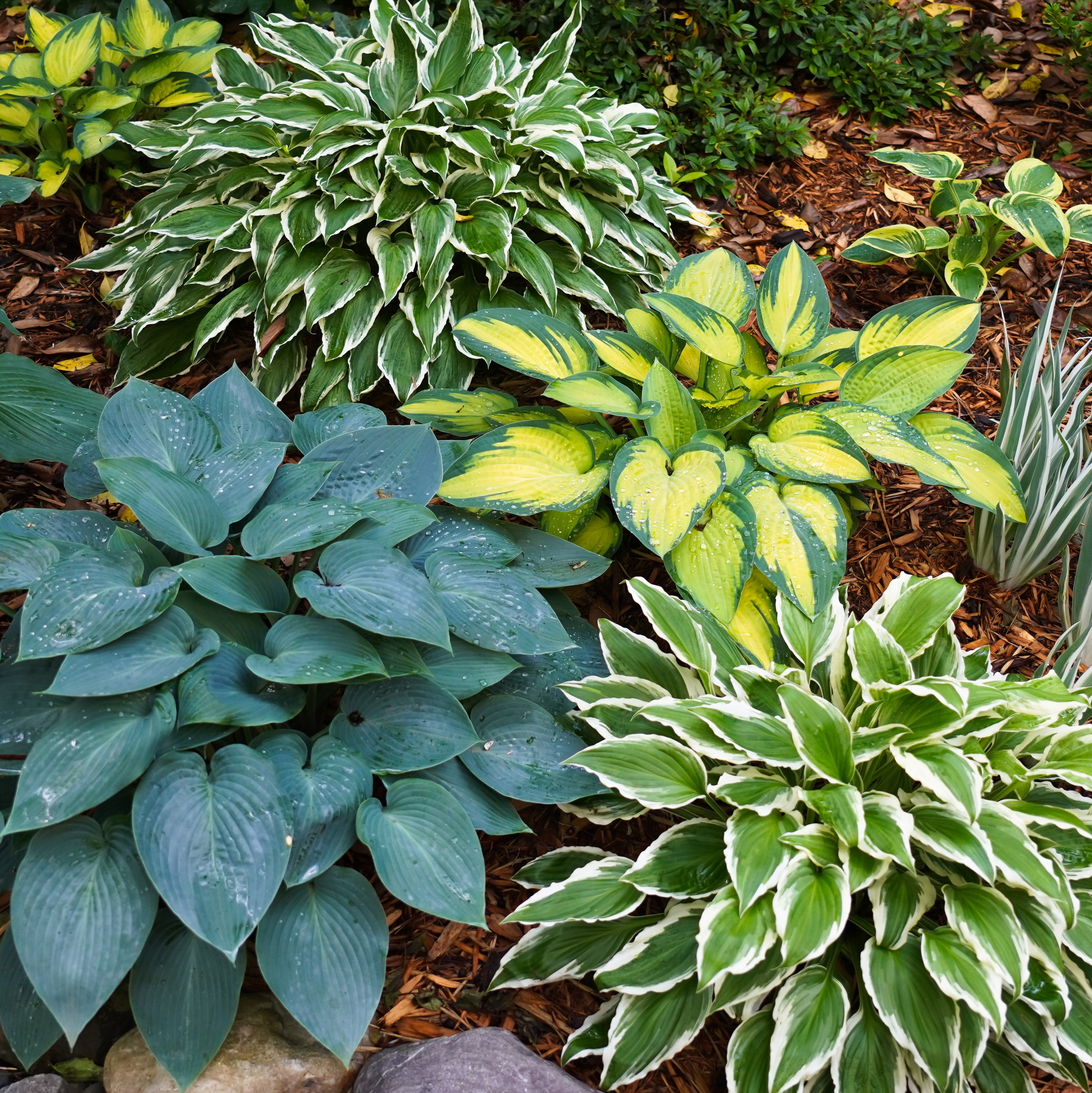 Garden State Bulb Variegated Hosta Mix Bare Roots, 18ct - Walmart.com