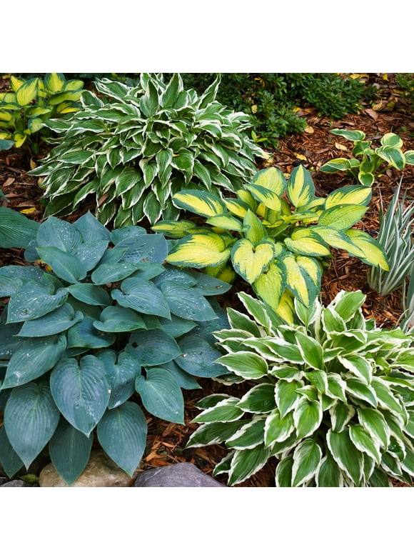 Hosta Plants in Perennials - Walmart.com