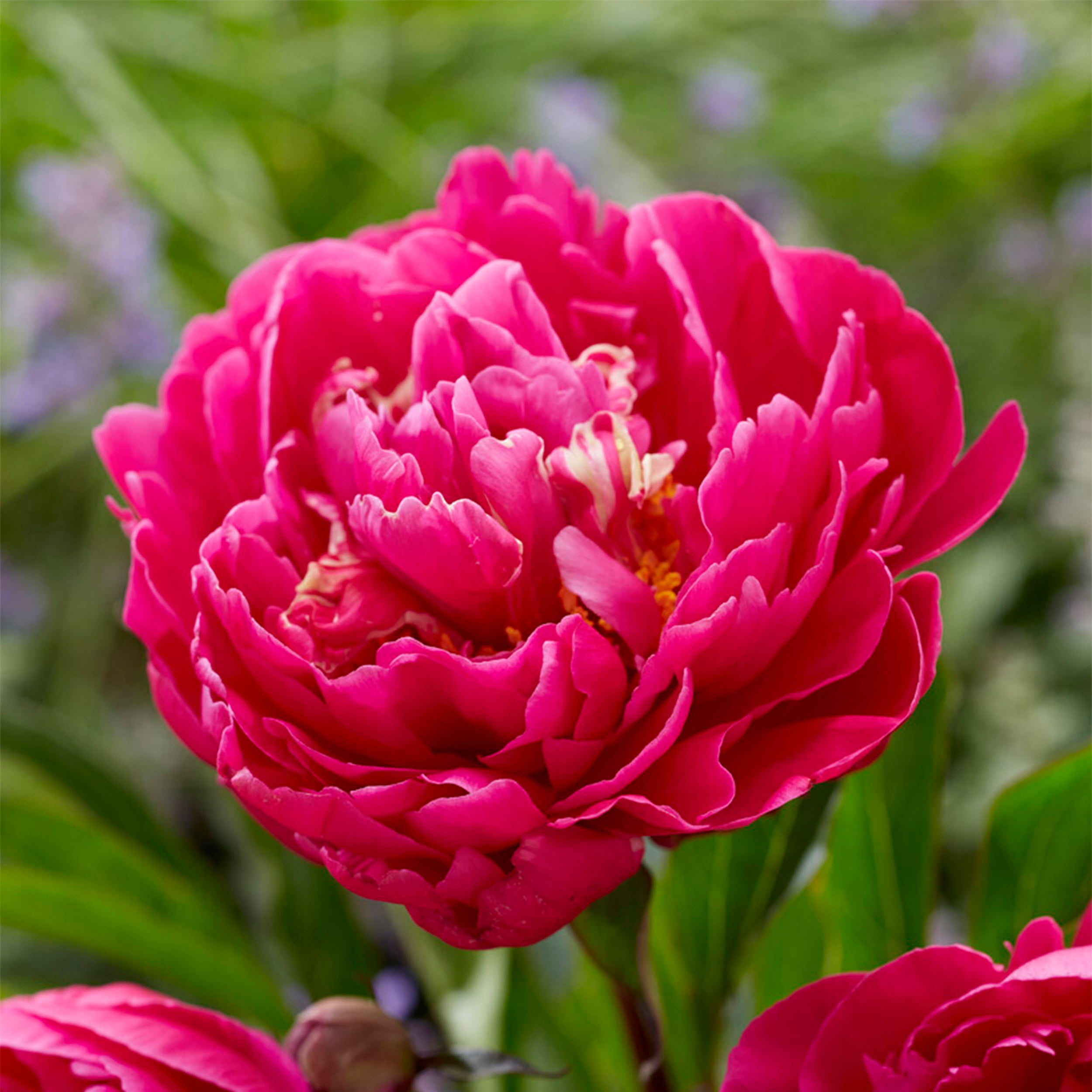 Garden State Bulb Karl Rosenfield Fuchsia Peony Flower Bulbs, Spring ...