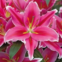 Garden State Bulb Oriental Lily Mixed Flower Bulbs, Spring Planting ...