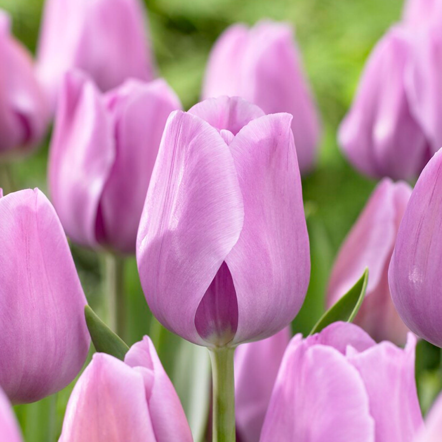 Garden State Bulb Lavender Alibi Triumph Tulip Flower Bulbs, 12/+ cm ...