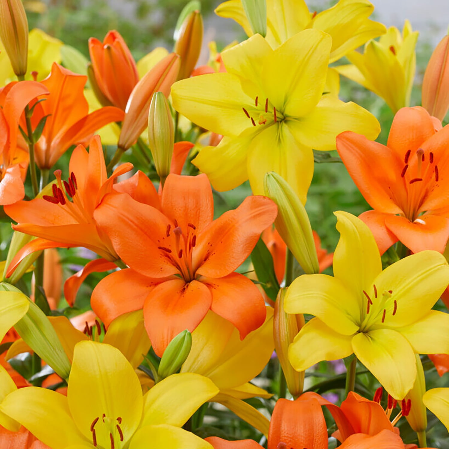 Garden State Bulb Lily Asiatic Orange & Yellow 14CT - Walmart.com