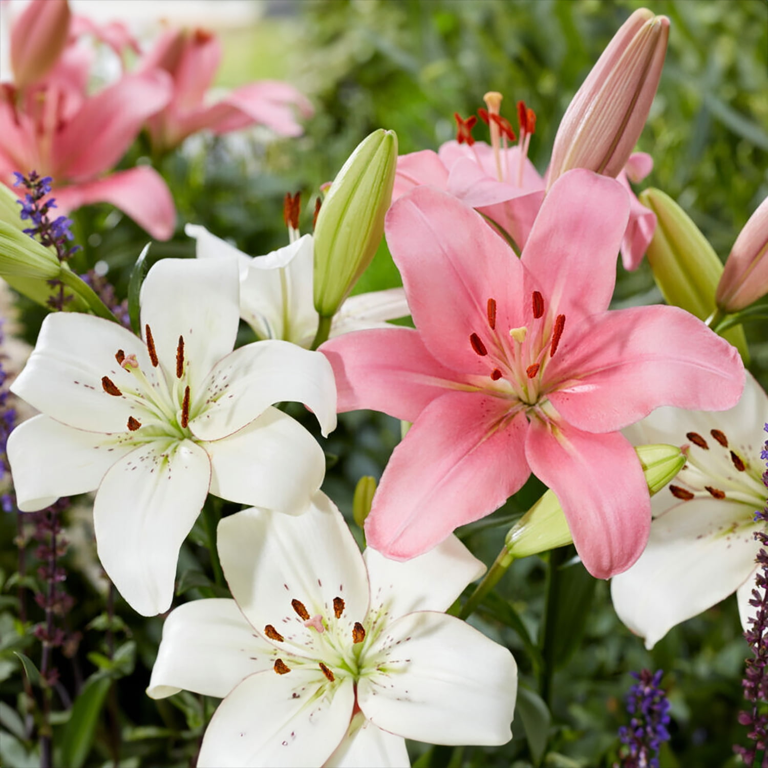 Garden State Bulb Lily Asiatic White & Pink 14CT - Walmart.com