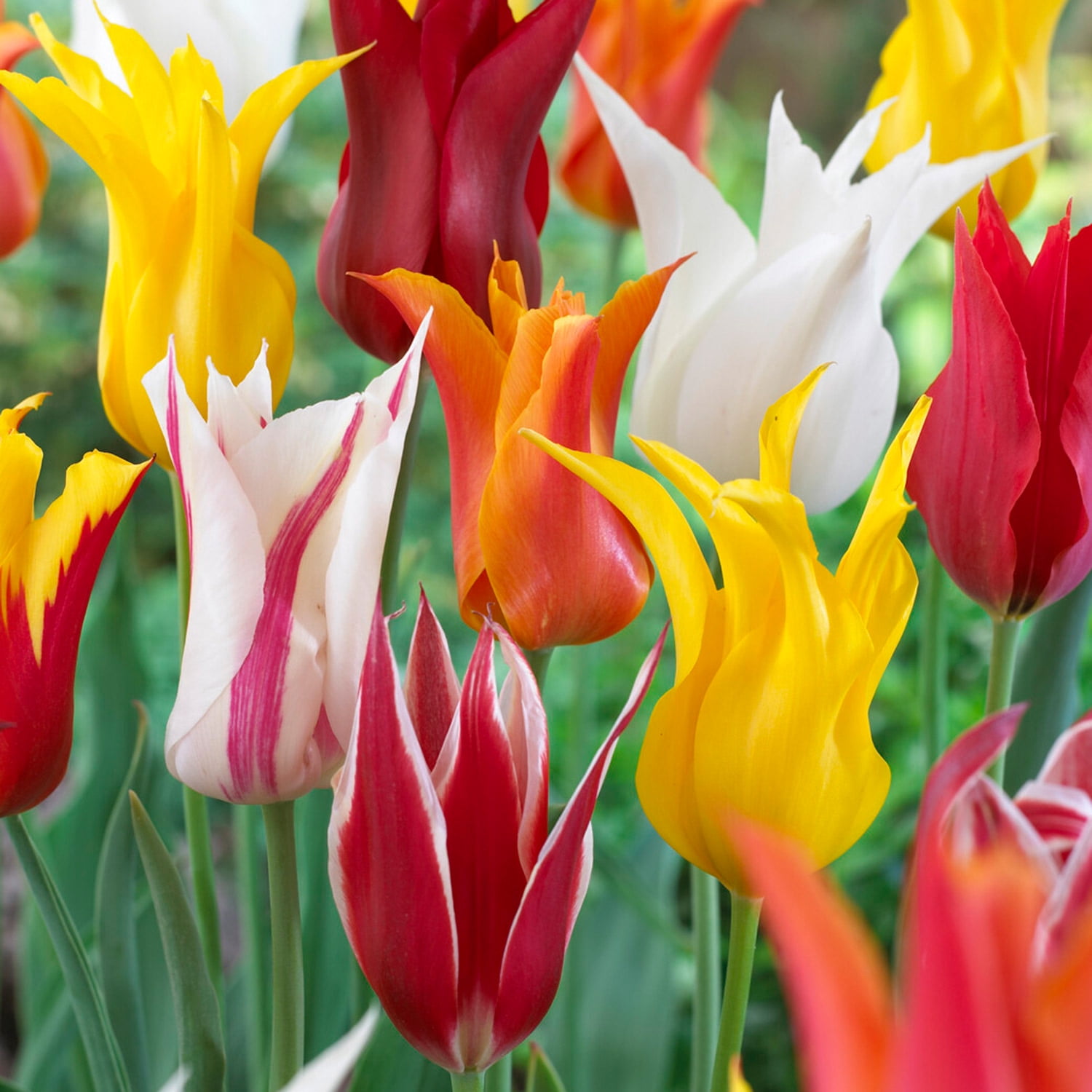 Garden State Bulb Lily Flowering Mix Tulip Flower Bulbs, 12/+ cm (Bag ...