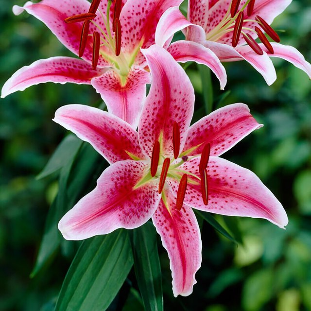 Garden State Bulb Lily Stargazer 5CT - Walmart.com