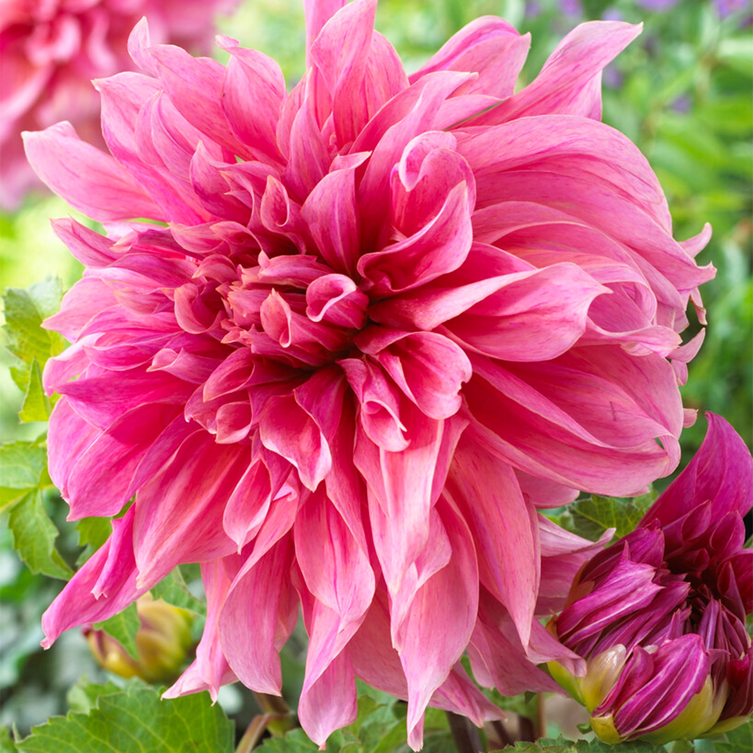 Garden State Bulb Maki Dinnerplate Dahlia Flower Bulbs, Bare Root ...