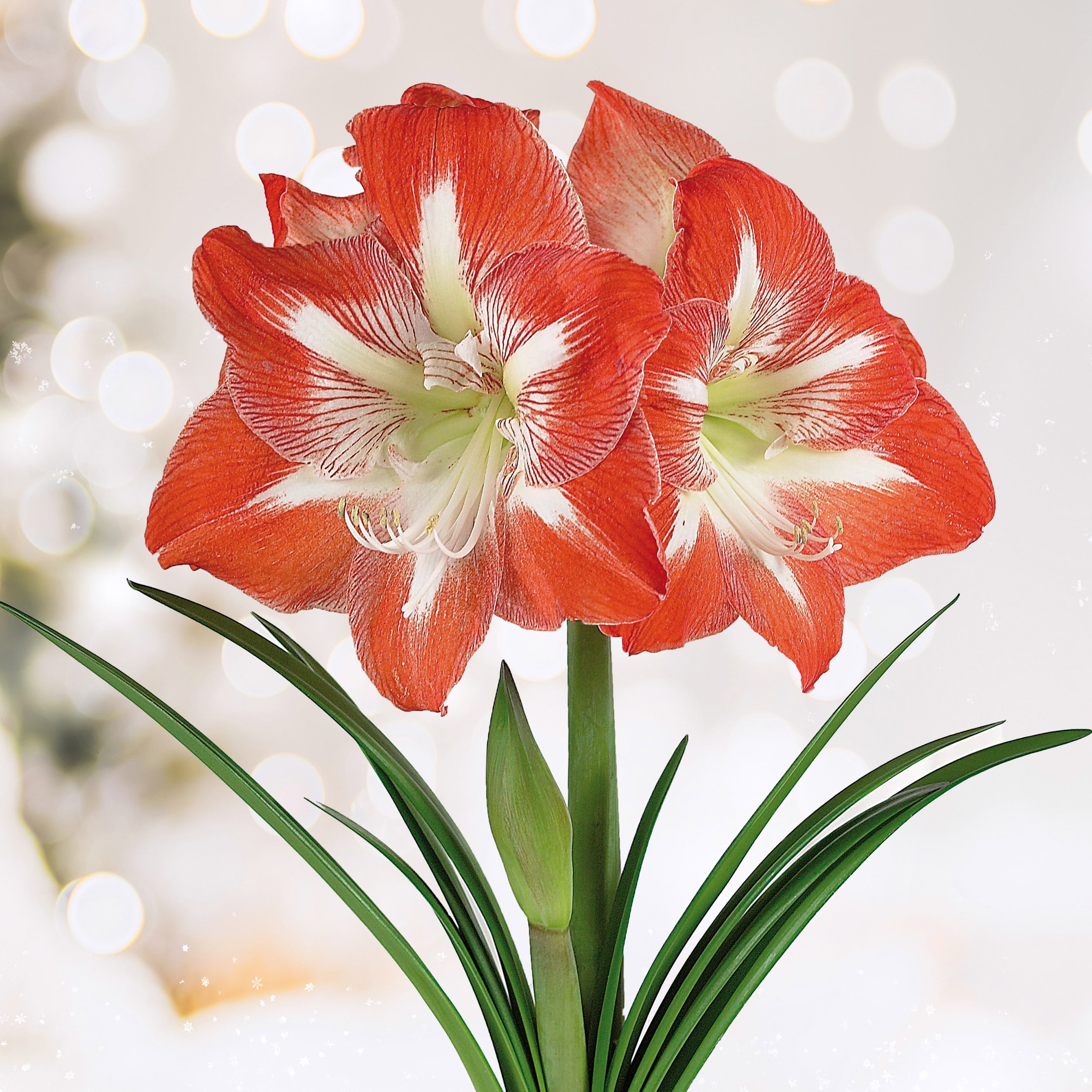 Garden State Bulb Minerva Amaryllis Flower Bulbs, 26/28cm (Bag of 3 ...