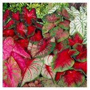 Madagascar Lace Bulb - Aponogeton madagascariensis - Walmart.com