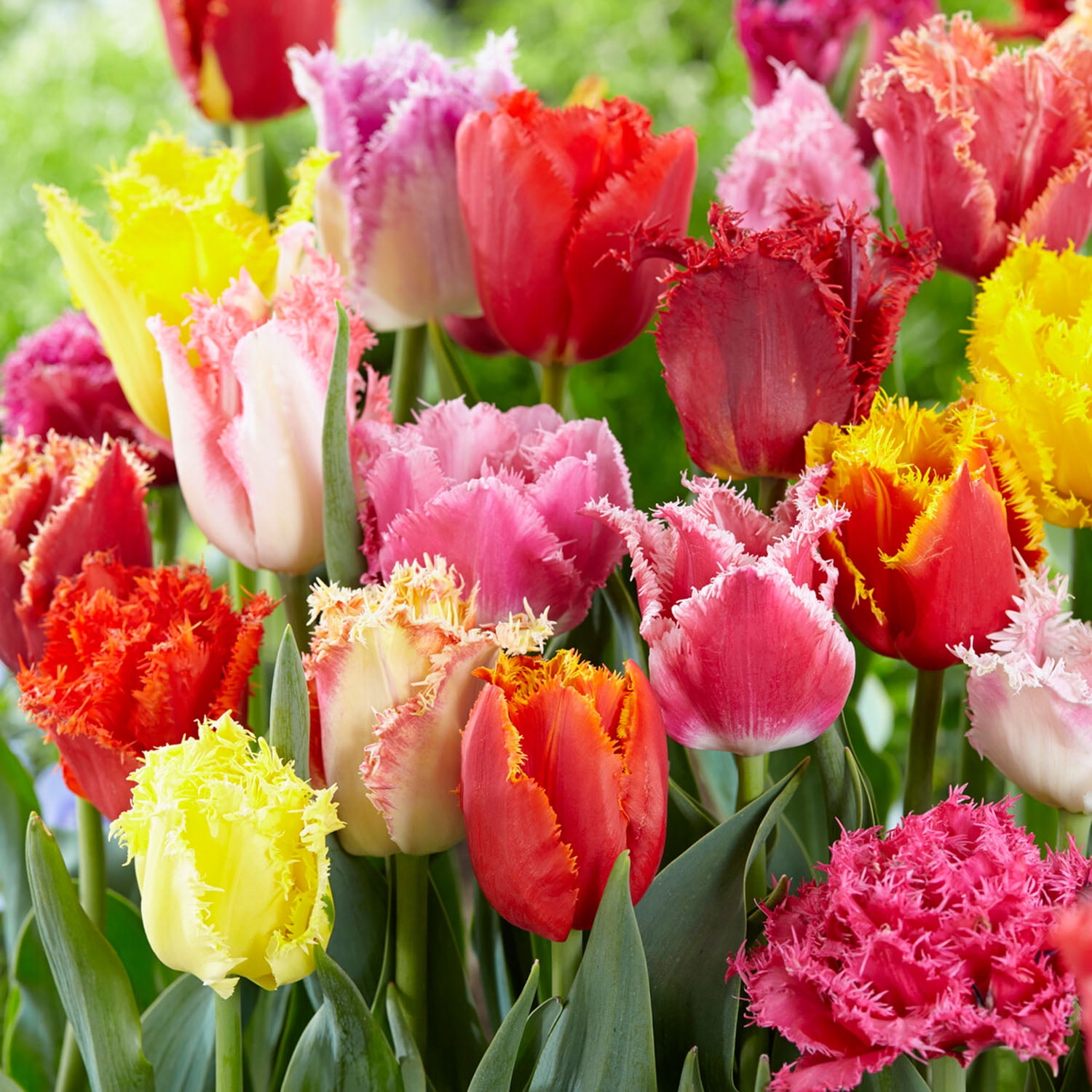 Garden State Bulb Multicolor Fringed Mix Tulip Flower Bulbs, 12/+ cm ...