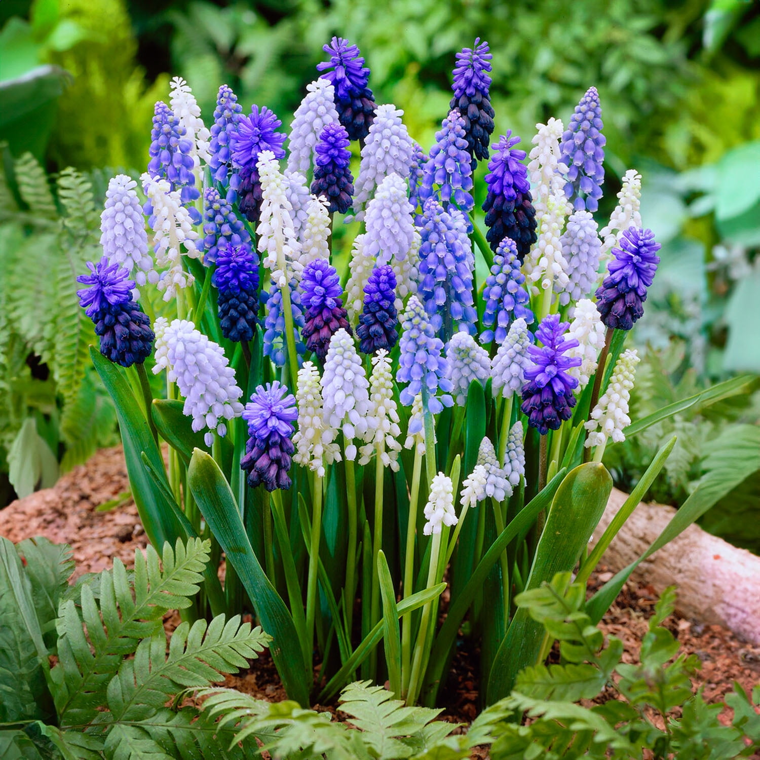 Garden State Bulb Muscari Delft Blue Mix Grape Hyacinth Flower Bulbs, 8 ...