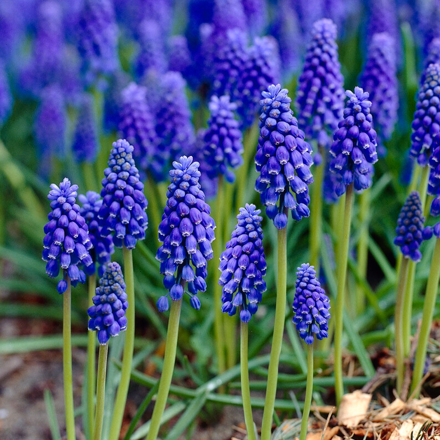Garden State Bulb Muscari Grape Hyacinth Flower Bulbs, 8/9cm, Fragrant (Bag of 100) - Walmart.com