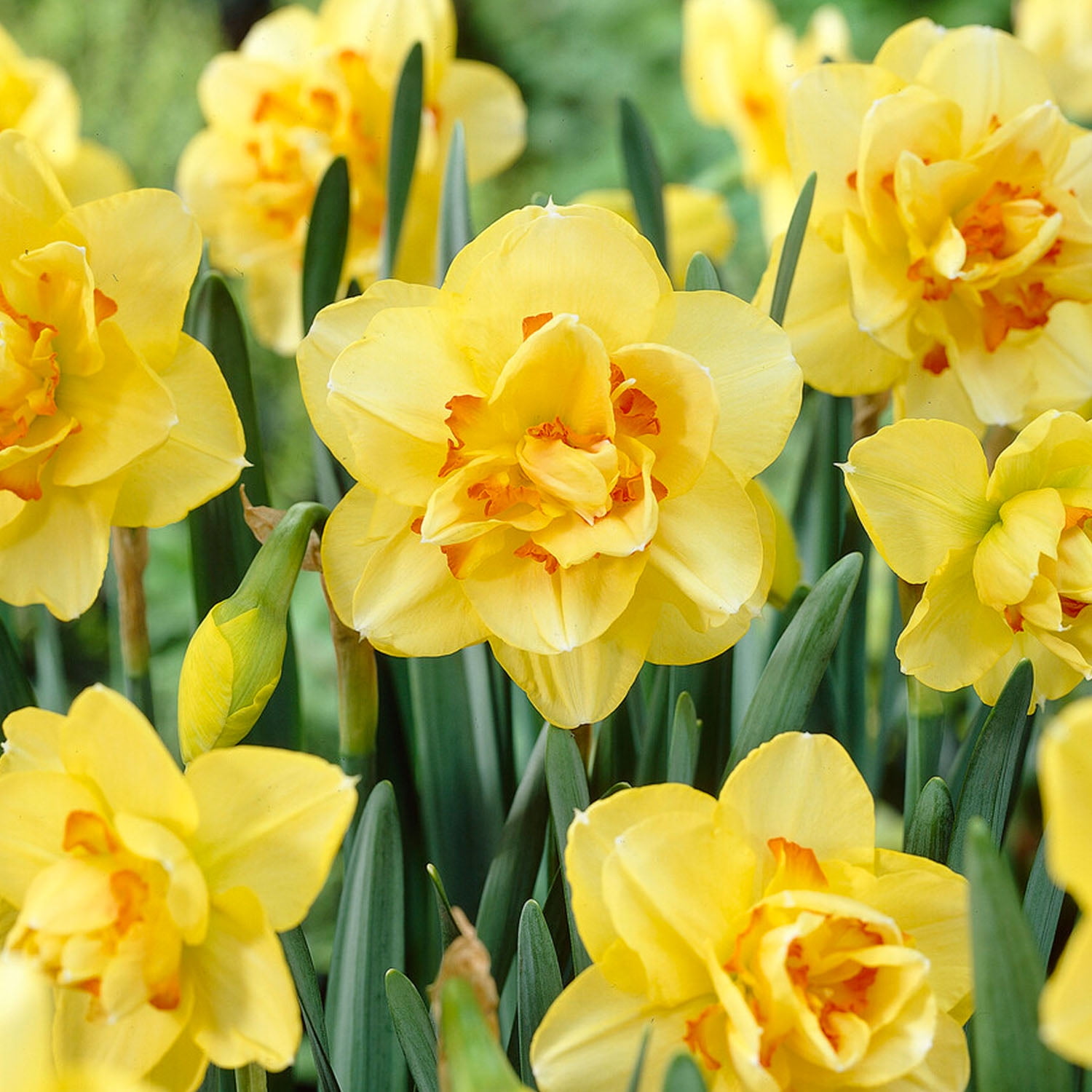 Garden State Bulb Narcissus Tahiti Double Daffodil Flower Bulbs, 16 ...