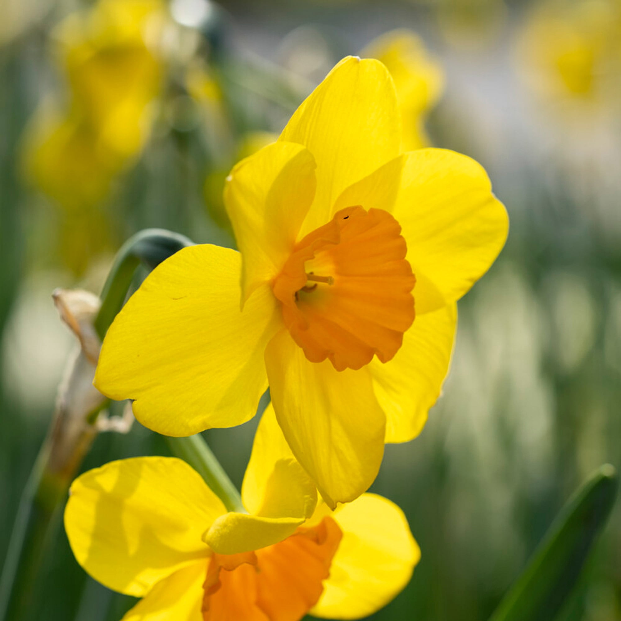 Garden State Bulb Narcissus Tazetta Cornish Dawn Daffodil Flower Bulbs ...