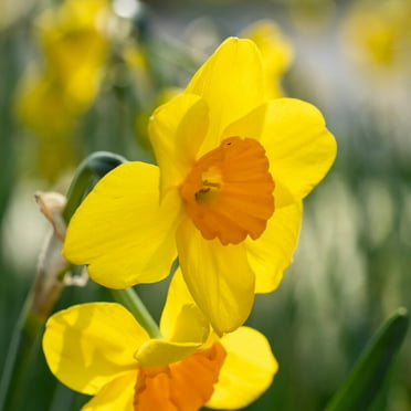 Garden State Bulb Narcissus Tazetta Geranium Daffodil Flower Bulbs, 16 ...