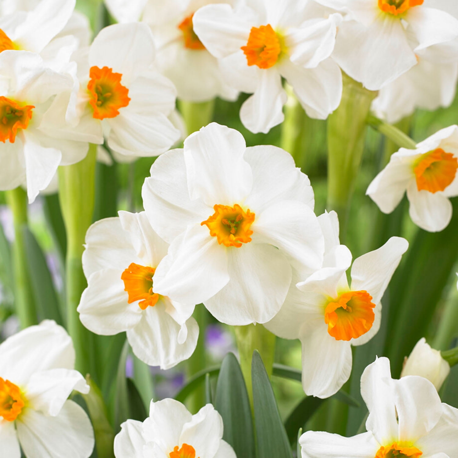 Garden State Bulb Narcissus Tazetta Geranium Daffodil Flower Bulbs, 16 ...