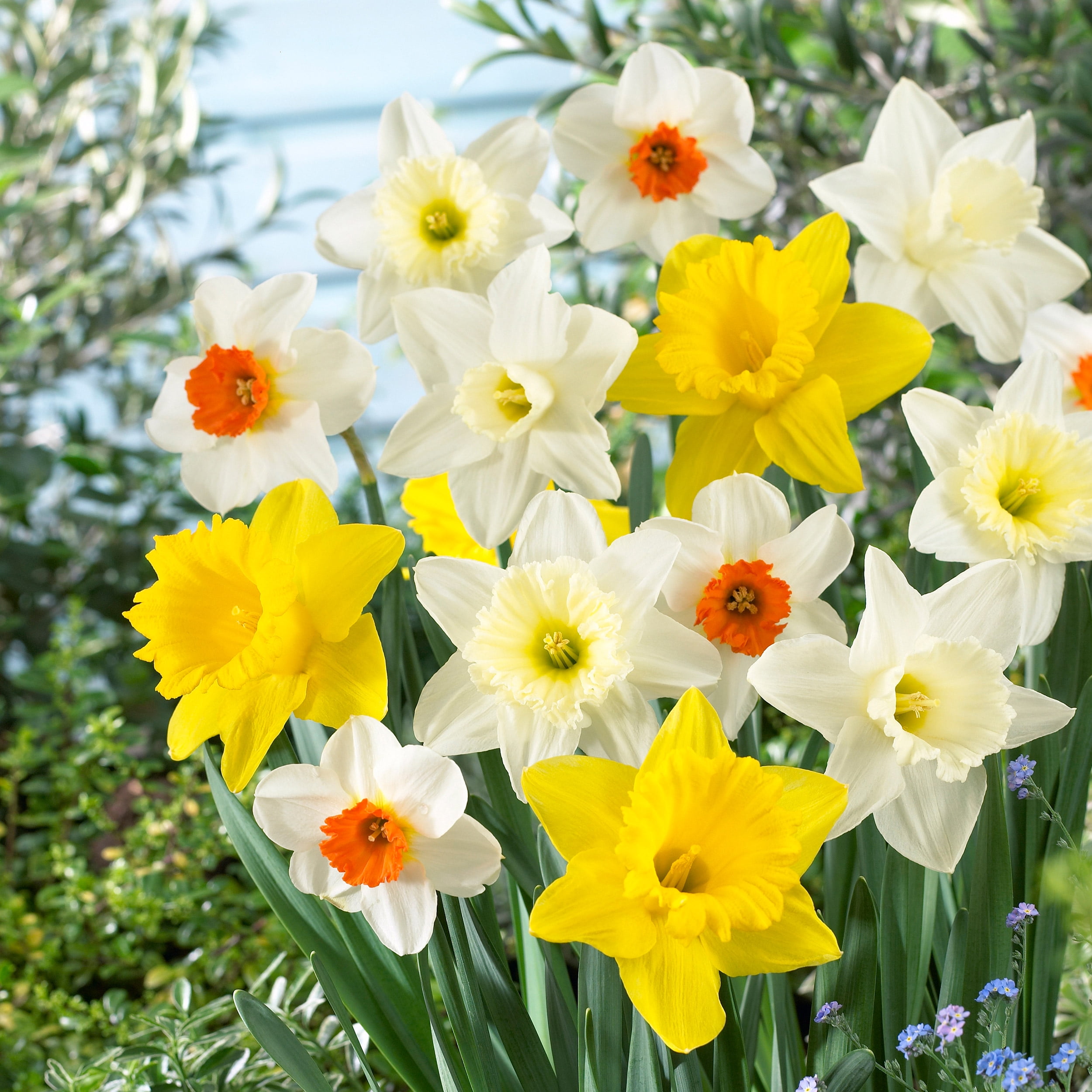 Garden State Bulb Naturalizing Mixed Daffodil Flower Bulbs, 12/14cm ...