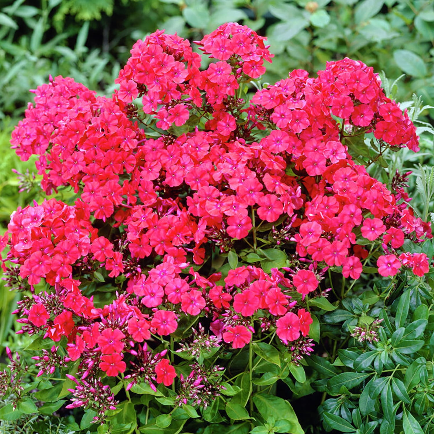 Garden State Bulb Phlox Orange Perfection 3CT - Walmart.com