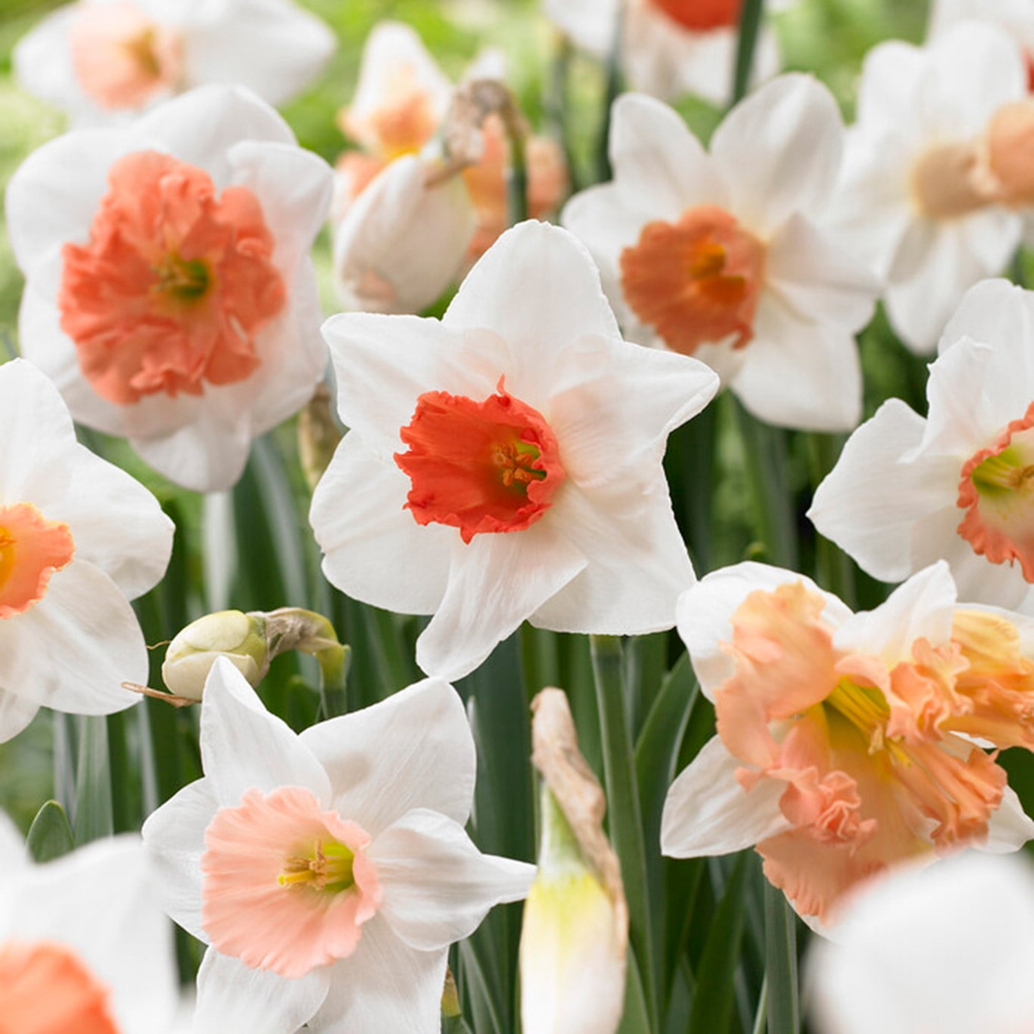 Garden State Bulb Pink Mix Daffodil Flower Bulbs, 14/16cm (Bag of 25 ...