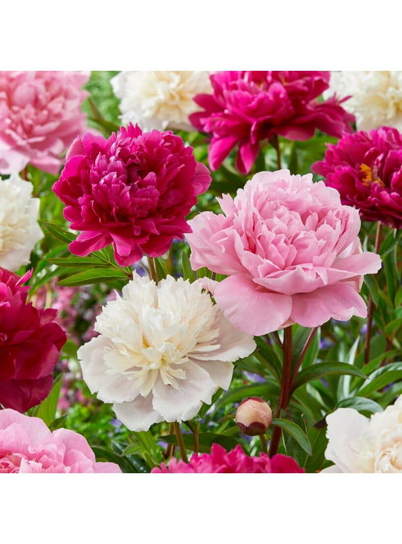 Peony Bulbs in Plant Bulbs - Walmart.com