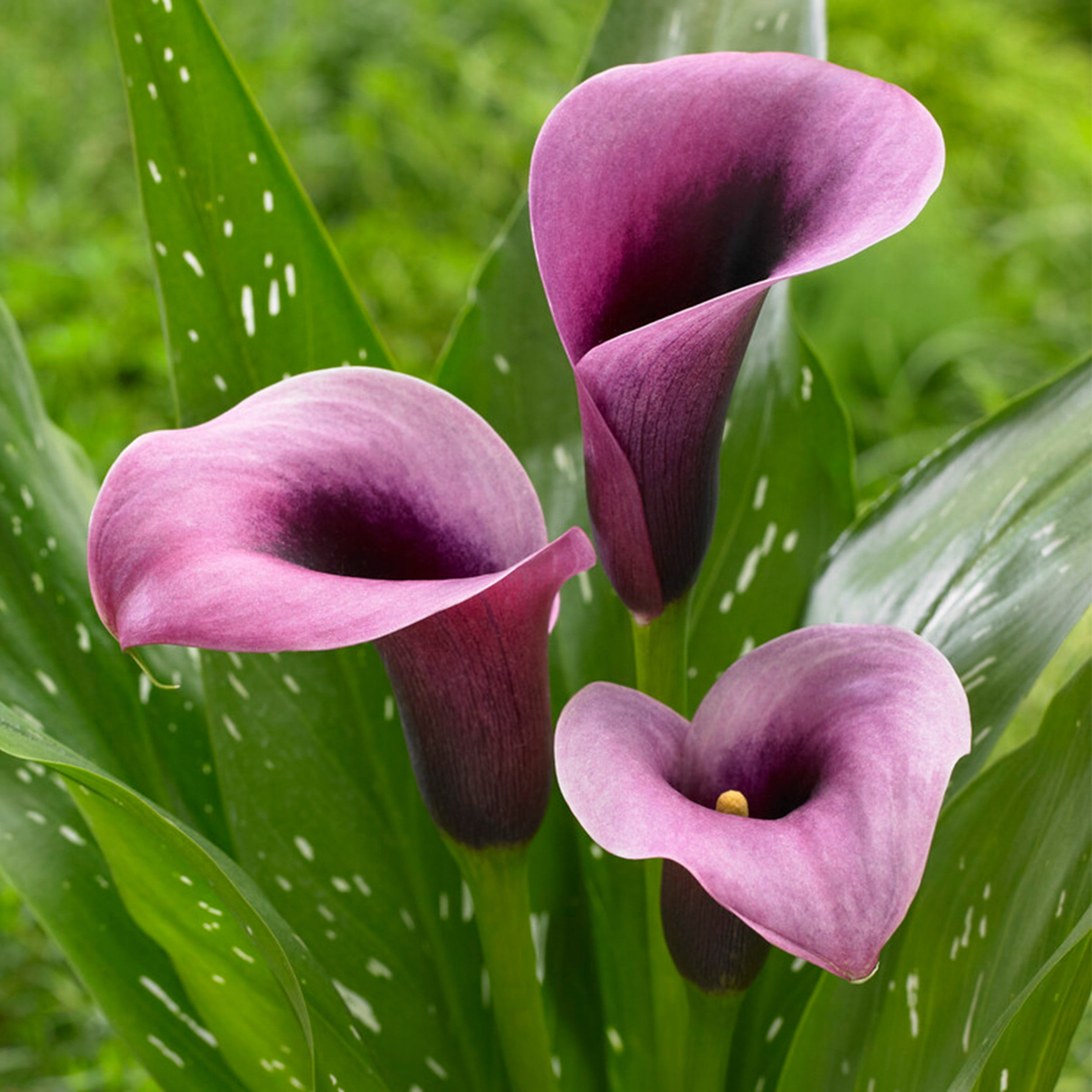 Garden State Bulb Purple Accent Calla Lily Flower Bulbs, 14/16cm ...