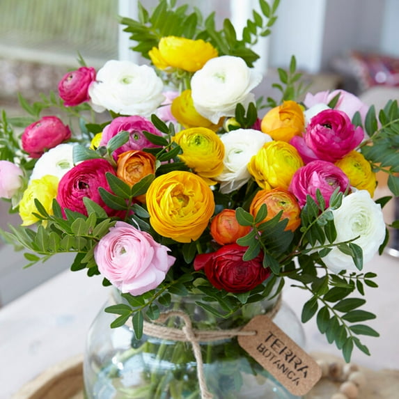 Garden State Bulb Ranunculus Mixed Flower Bulbs, 7/8cm (Bag of 50 ...