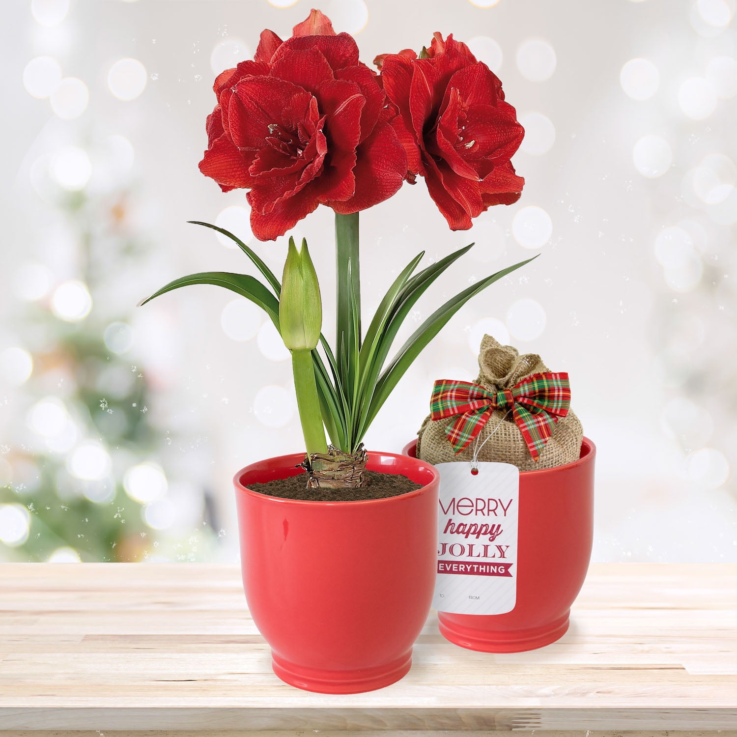 Garden State Bulb Red Double Amaryllis Bulb Gift Kit, 26/28cm (Red ...
