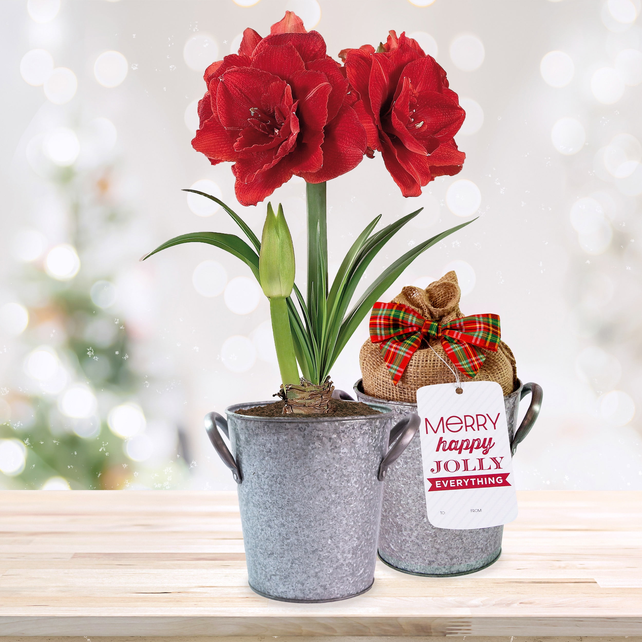 Garden State Bulb Red Double Amaryllis Bulb Gift Kit, 26/28cm (Zinc ...