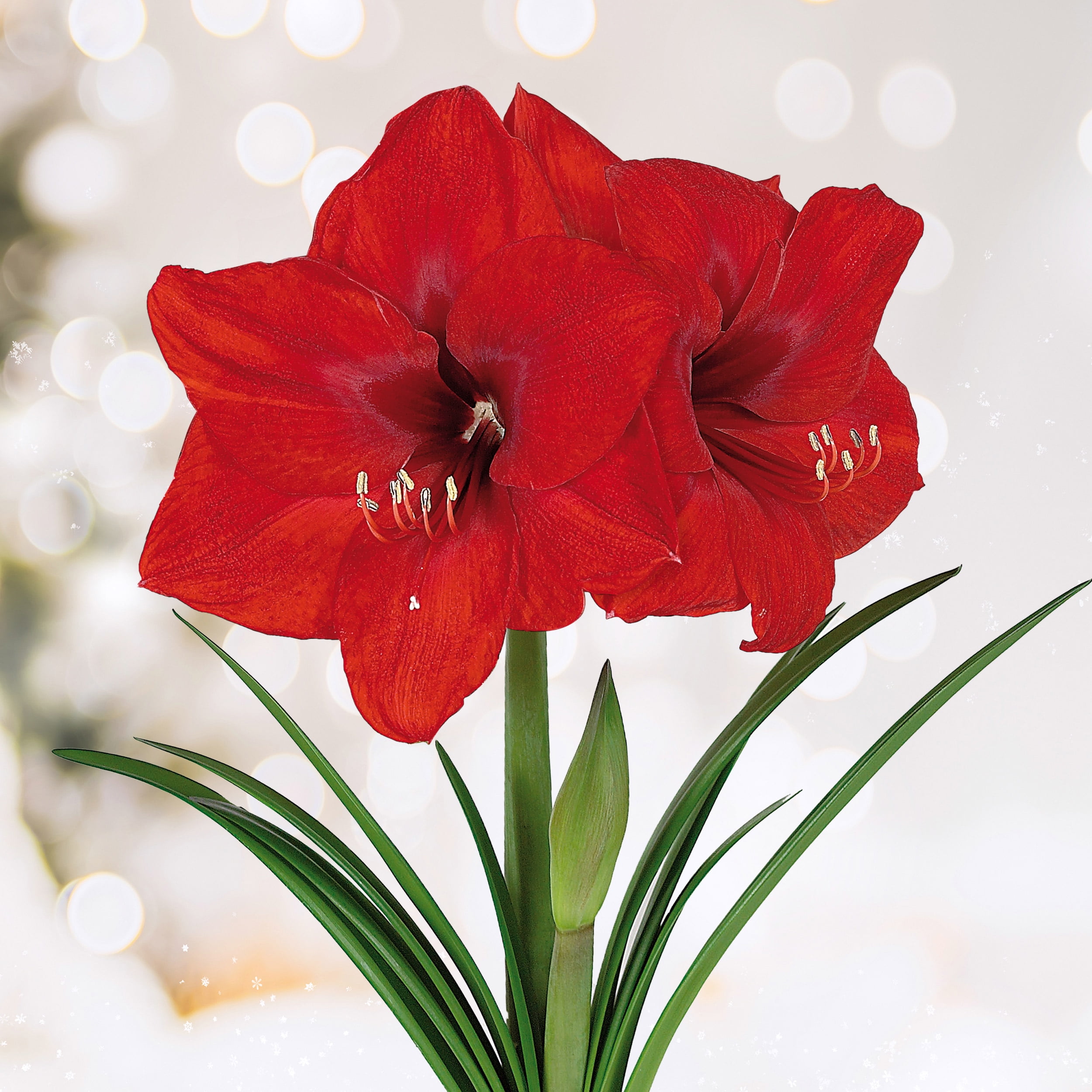 Garden State Bulb Red Lion Amaryllis Flower Bulbs, 26/28cm (Bag of 3 ...