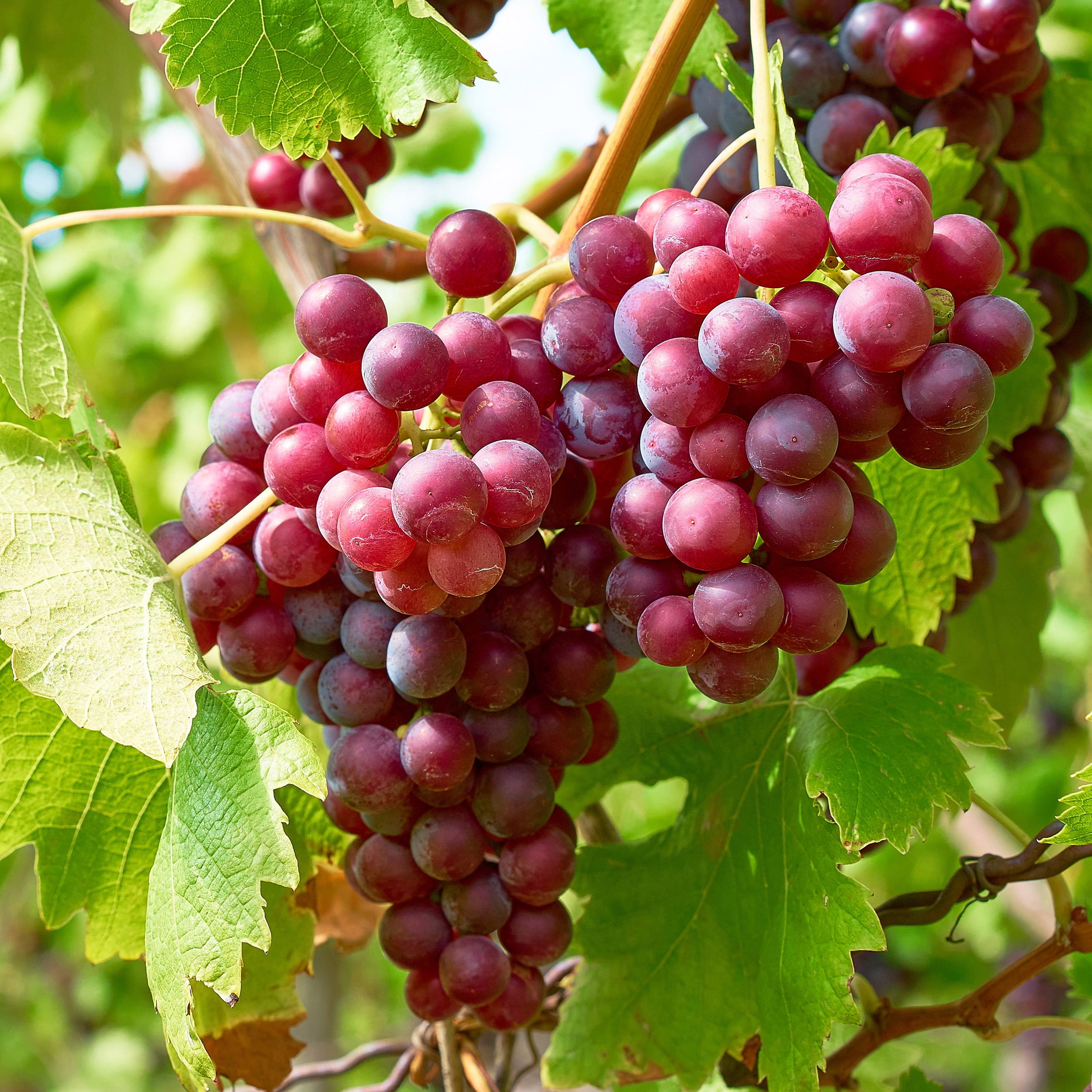 Garden State Bulb Red Suffolk Seedless Grape Bare Root for Planting ...