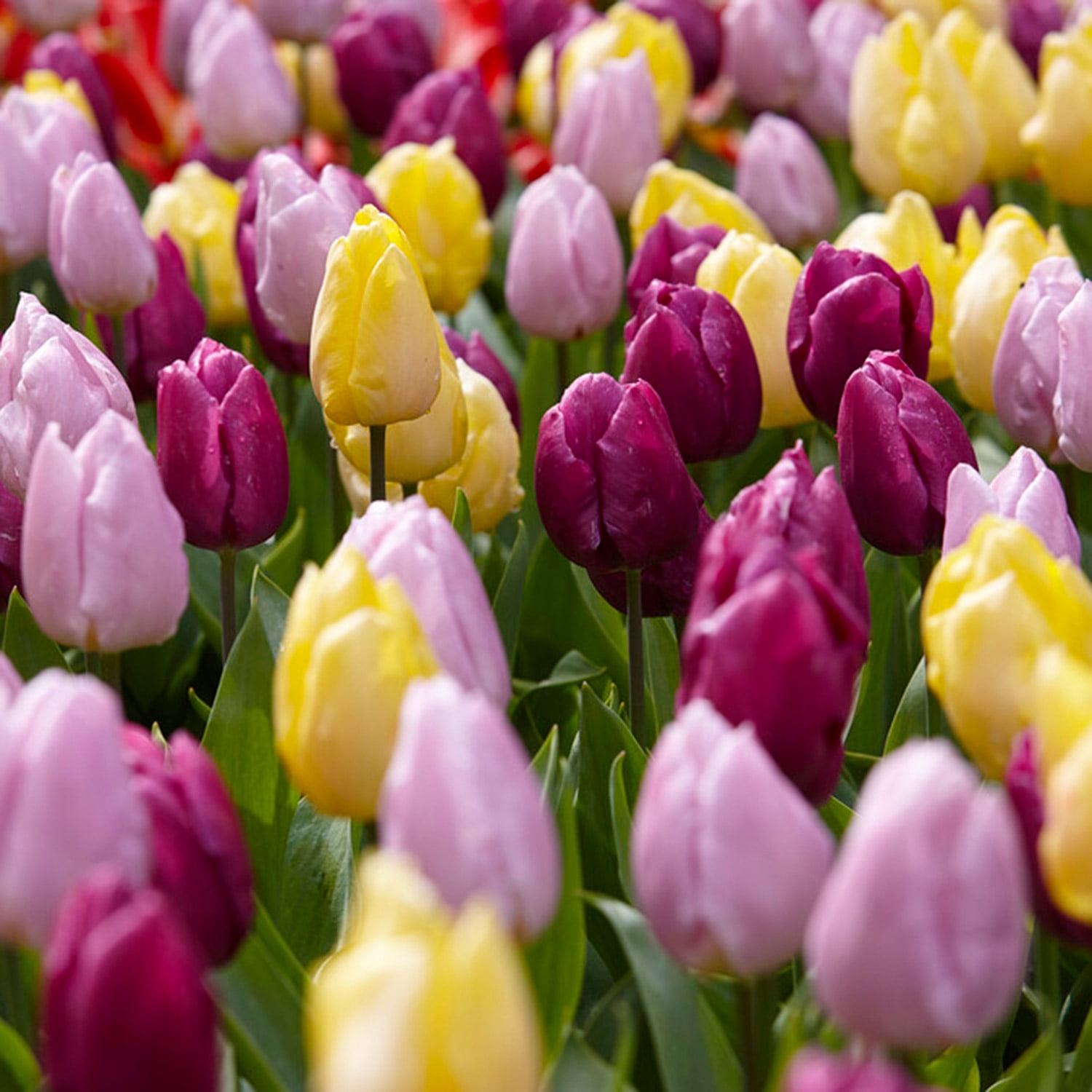 Garden State Bulb Single Early Royal Prince Mix Tulip Flower Bulbs, 12 ...