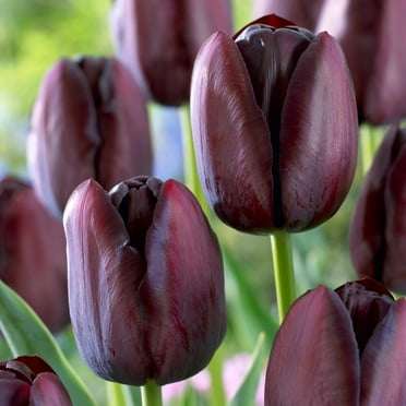 Tulip Single Early 'Purple Prince' (Triumph Tulip) Size 12/+ cm, Bulbs ...