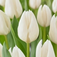 Garden State Bulb Darwin Hybrid Dafeng Tulip Flower Bulbs, 12/+ cm (Bag ...