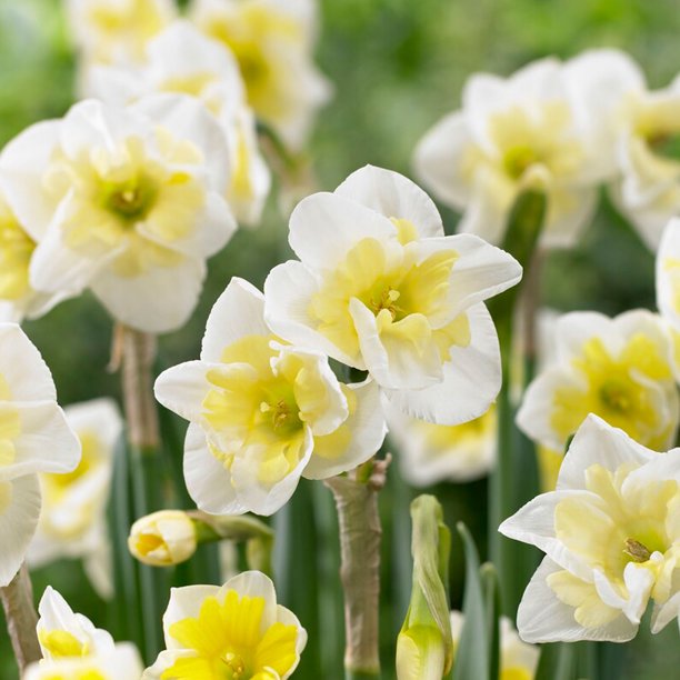 Garden State Bulb Smiling Twin Split Corona Daffodil Flower Bulbs, 16 ...